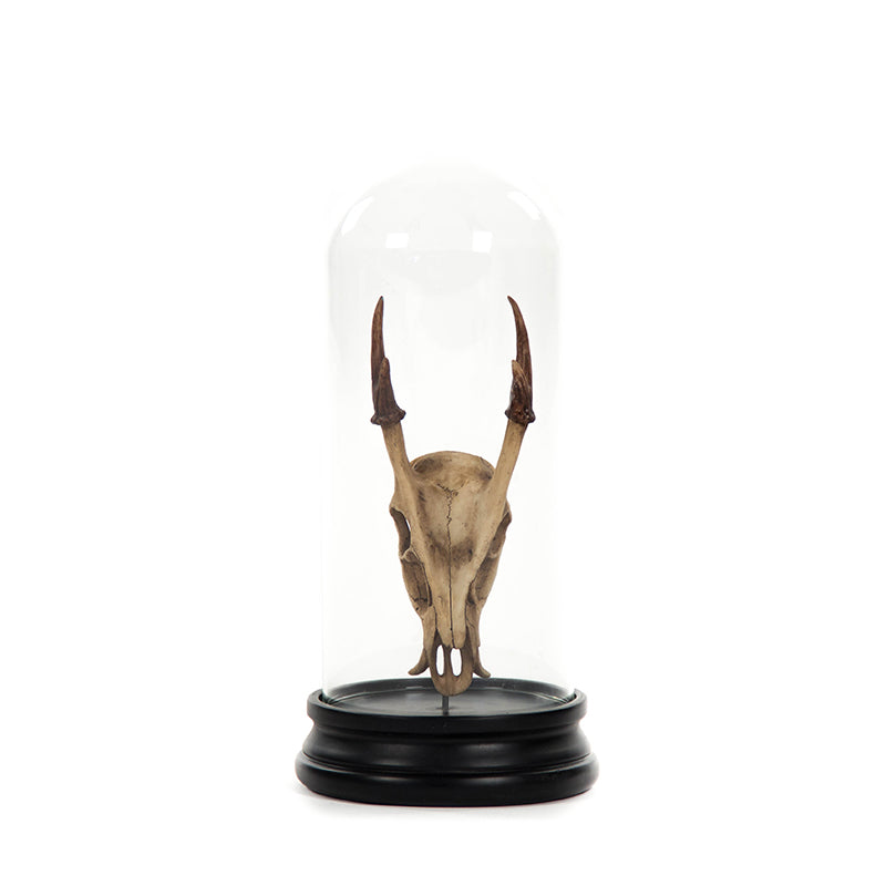 Fawn Skull w/ Bell Glass – Zentique
